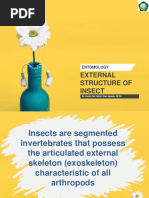 Insect Body Segmentation Guide | PDF | Insects | Arthropodology