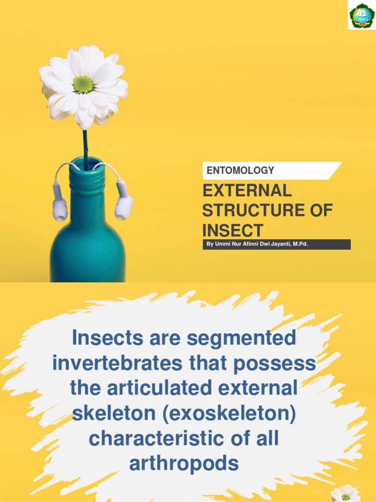 Insect External Structures Overview | PDF | Fly | Insects