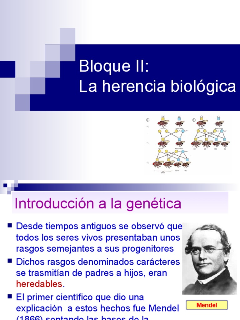 Genetica Mendeliana | PDF | Dominancia (Genética) | Biología