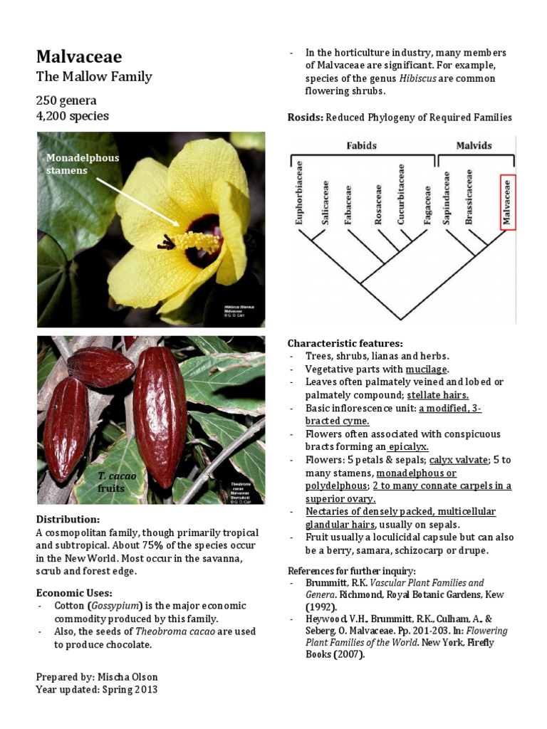 Malvaceae: The Mallow Family | PDF | Organisms | Branches Of Botany