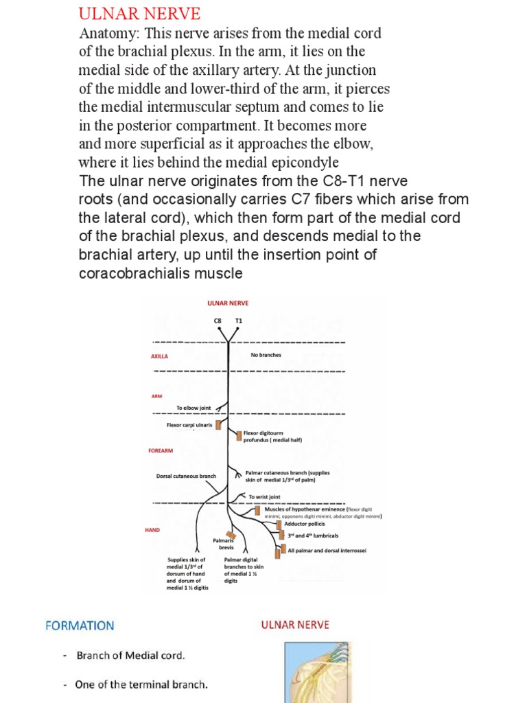 Ulnar Nerve | PDF | Finger | Thumb