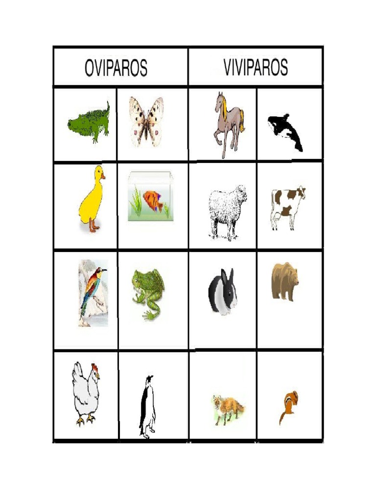 Oviparos