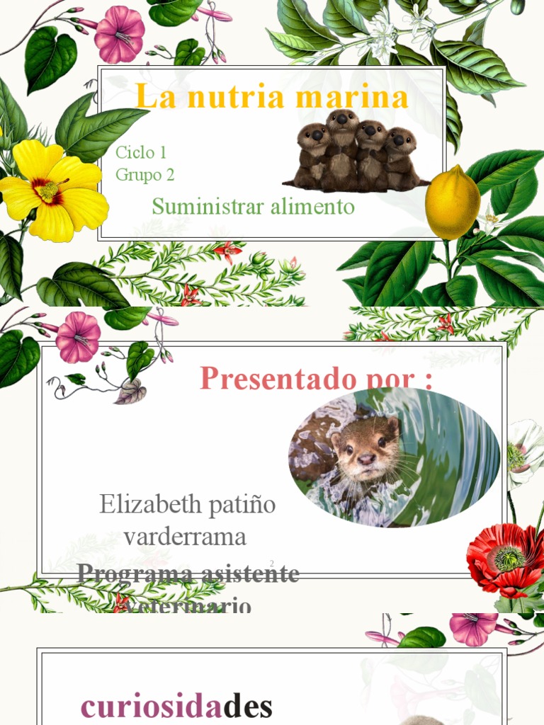 Anatomía y dieta de la nutria marina | PDF | Sistema digestivo humano ...