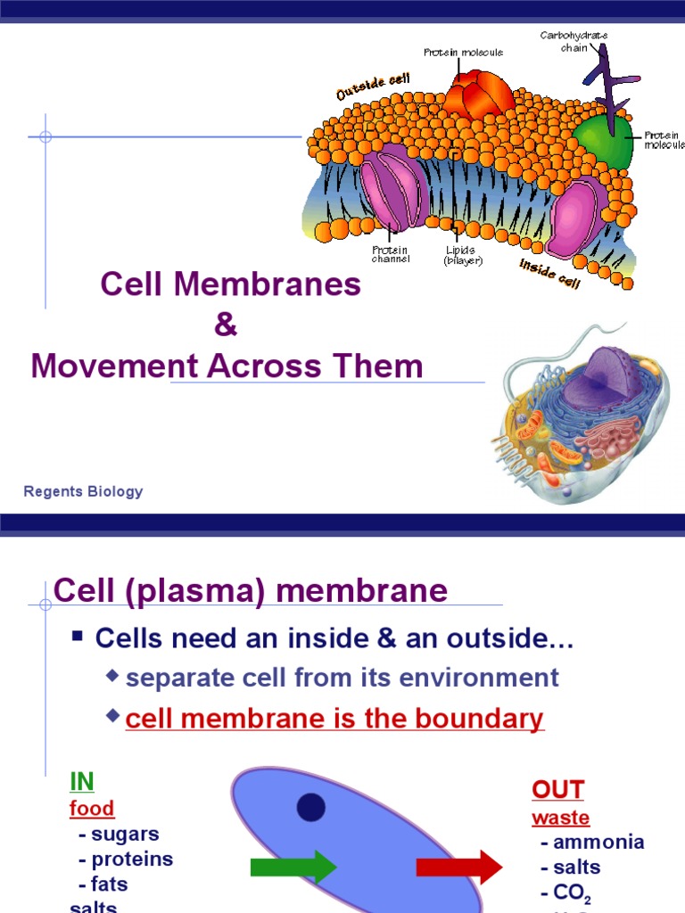 Osmosis | PDF | Osmosis | Cell Membrane