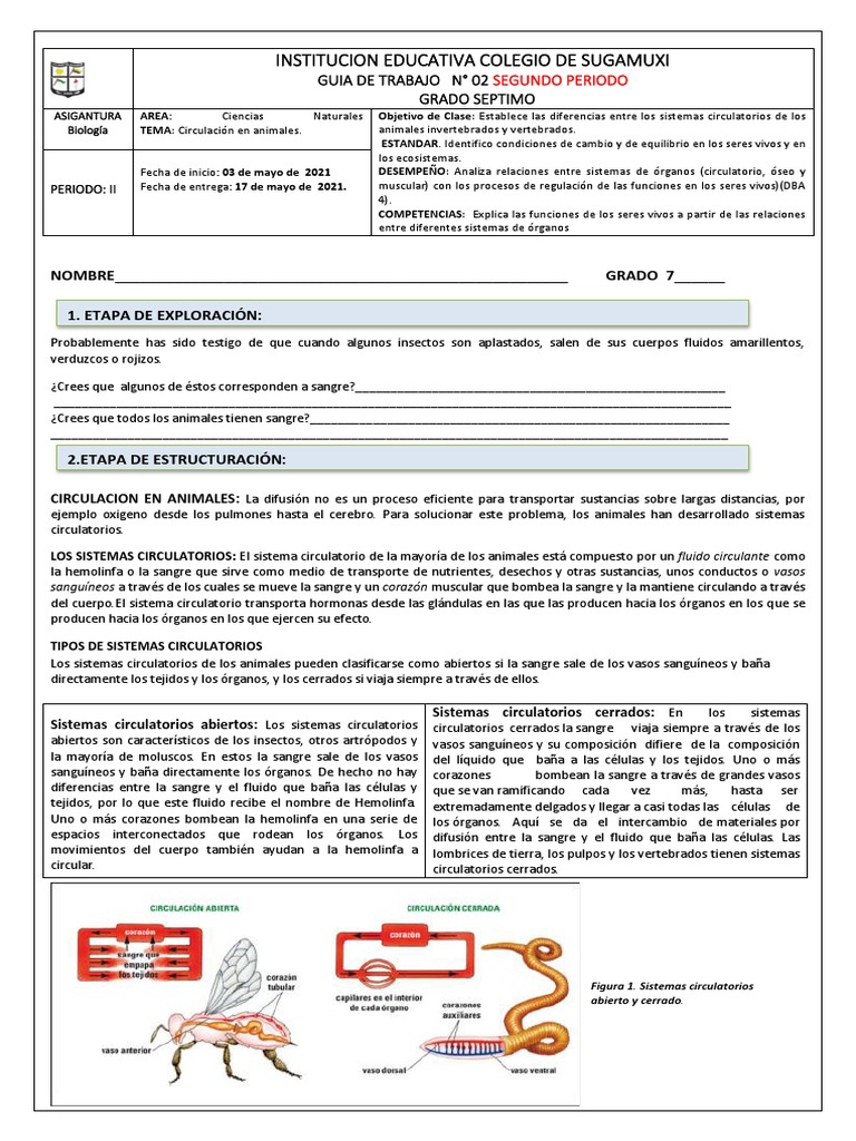 GUIA 02 - Grado 7° CIENCIAS NATURALES - SEGUNDO PERIODO | PDF | Sistema ...
