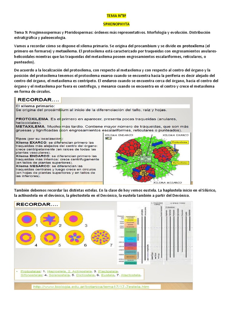 Estructura y evolución de Sphenophyta | PDF | Tallo de la planta | Hoja