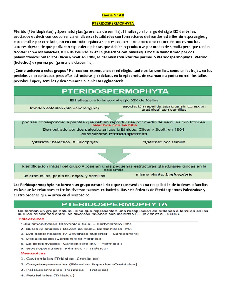 Teoría #9 B Sphenophyta 2 | PDF | Tallo de la planta | Hoja