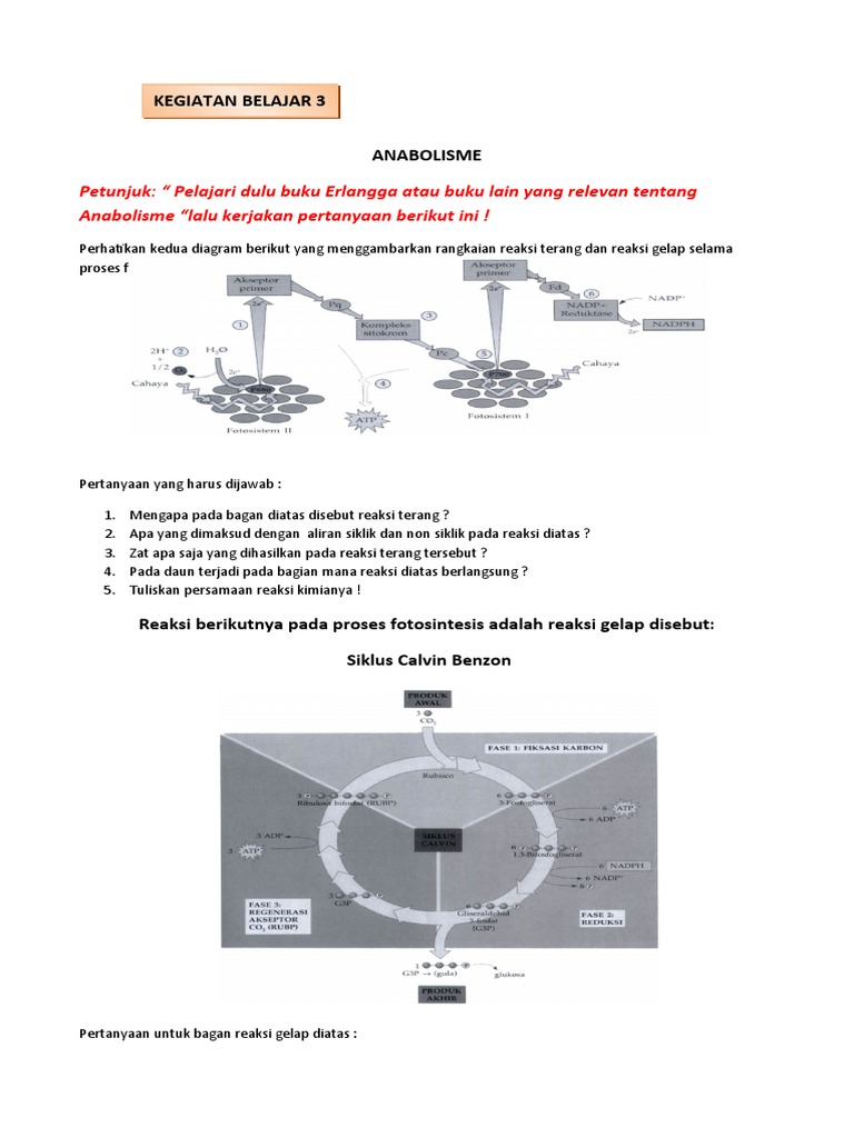 Ukbm 3.2.metabolisme Sel 3 | PDF