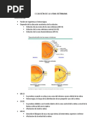 Cápsula de Tenon: Anatomía y Tenonitis | PDF | Ojo humano | Ojo