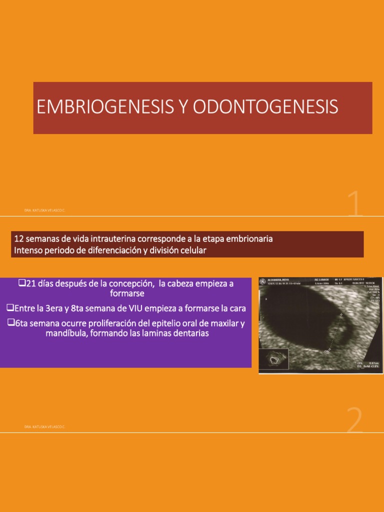 1-Embriogenesis y Odontogenesis | PDF