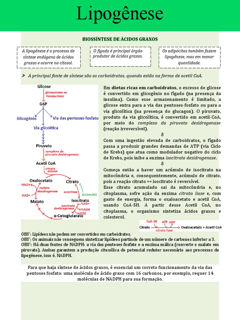 Processos metabólicos da lipogênese: da biossíntese dos ácidos graxos ...