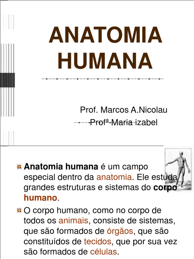 Anatomia Humana Prof Marcos A Nicolau Pdf Anatomia Corpo Humano