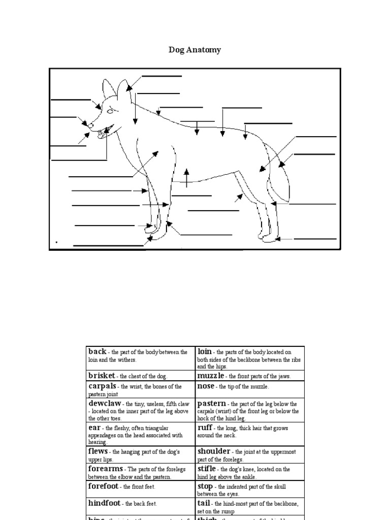 Dog Anatomy Worksheet | PDF