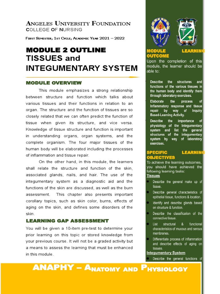 Tissues and Integumentary System: Module 2 Outline | PDF | Epithelium ...