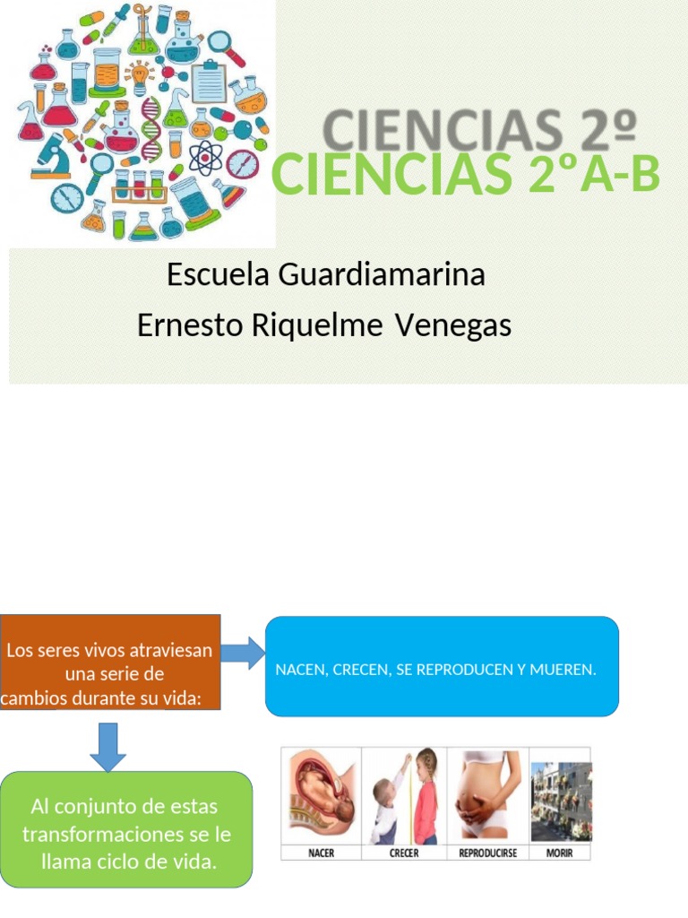 Ciclo de Vida de Seres Vivos | PDF
