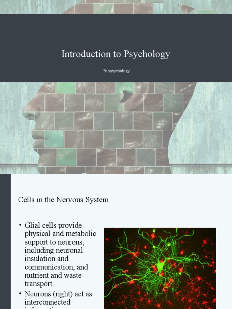 Introduction To Psychology: Biopsychology | Download Free PDF ...