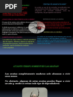 Ciclo de vida y reproducción de arañas | PDF | Araña | Huevo