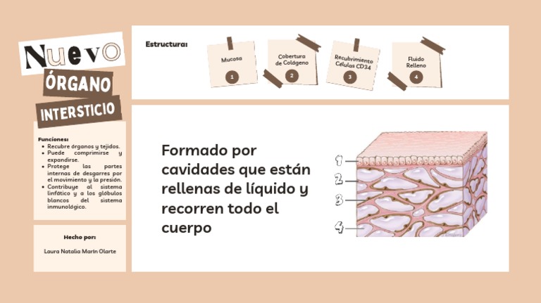 Órgano: Intersticio | PDF