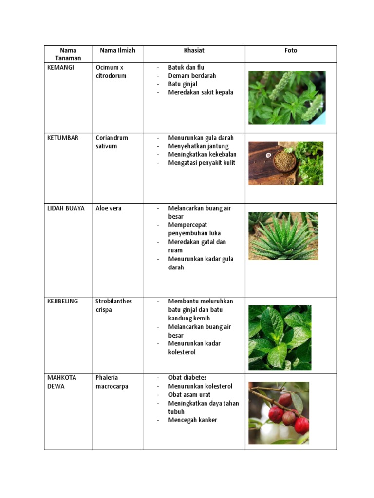 Nama Tanaman Obat 2 | PDF