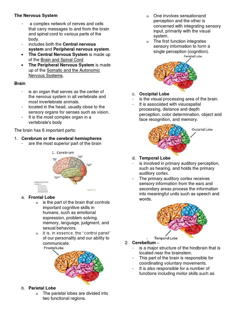 Anaphy Lec Midterm Reviewer | PDF | Endocrine System | Respiratory Tract