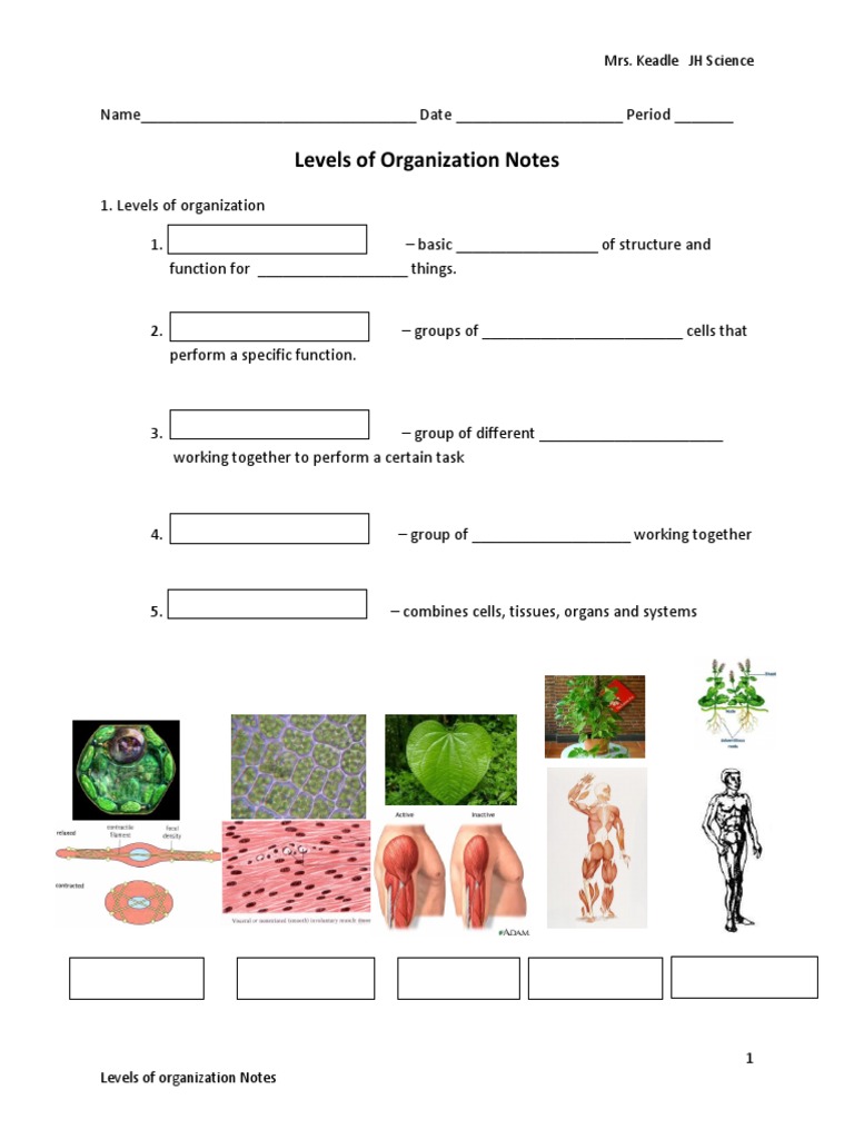 Levels Of Organization Worksheet