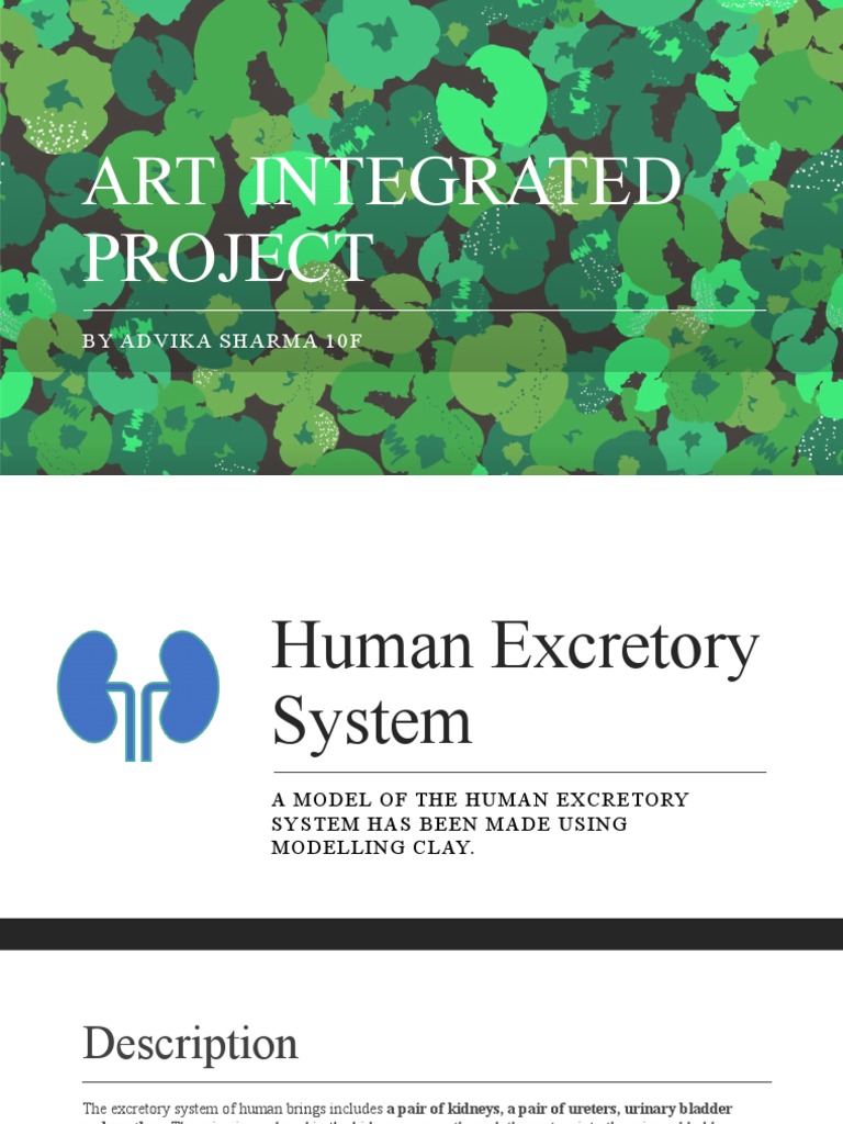 Human Excretory System Model Project | PDF | Wellness | Science ...