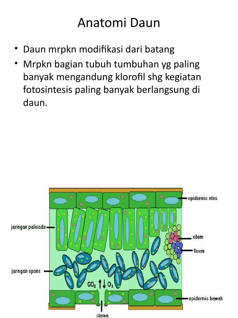 Struktur Anatomi Daun | PDF