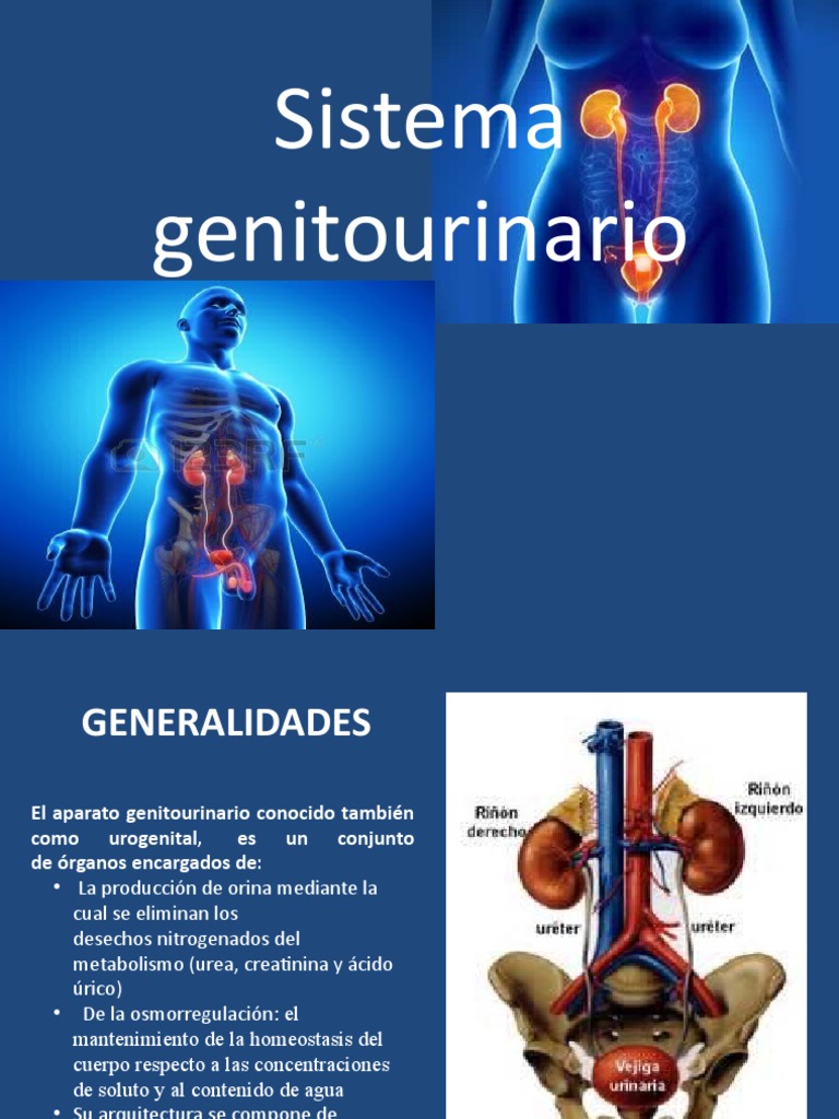 Sistema Genitourinario | PDF | Riñón | Sistema urinario