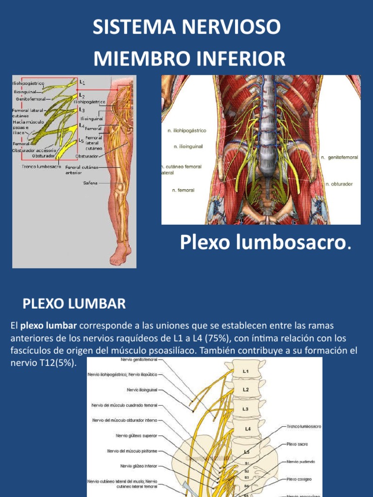 Sistema Nervioso Miembro Inferior | PDF | Anatomía humana | Sistema ...