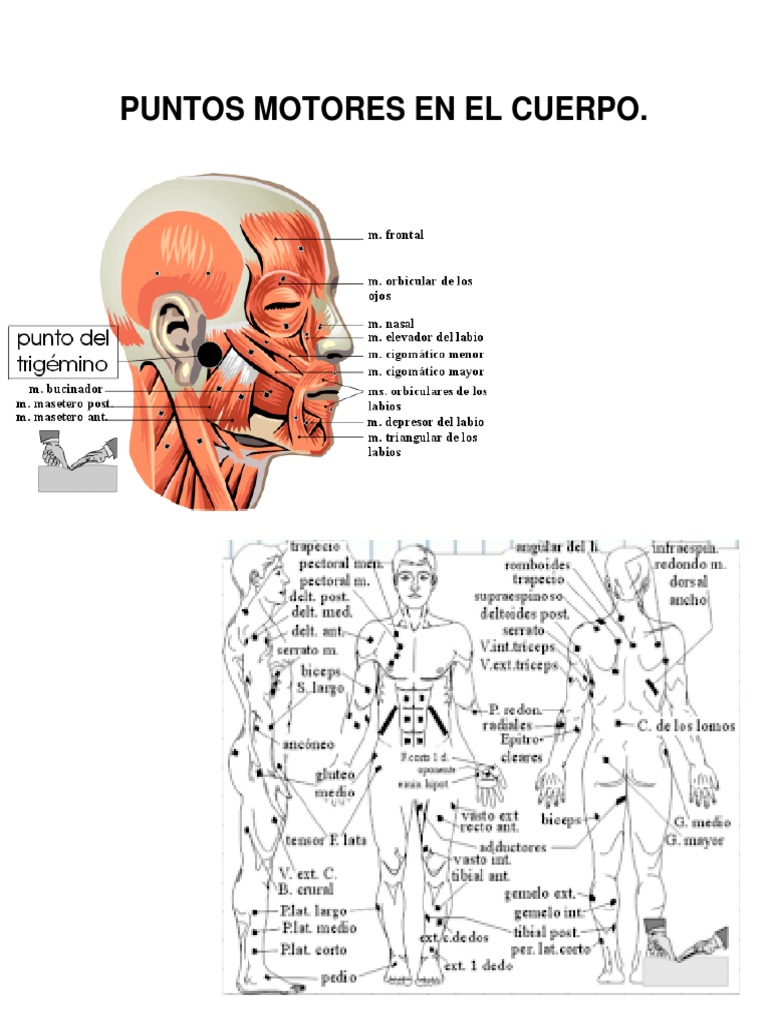 Mapa de Puntos Motores del Cuerpo | PDF