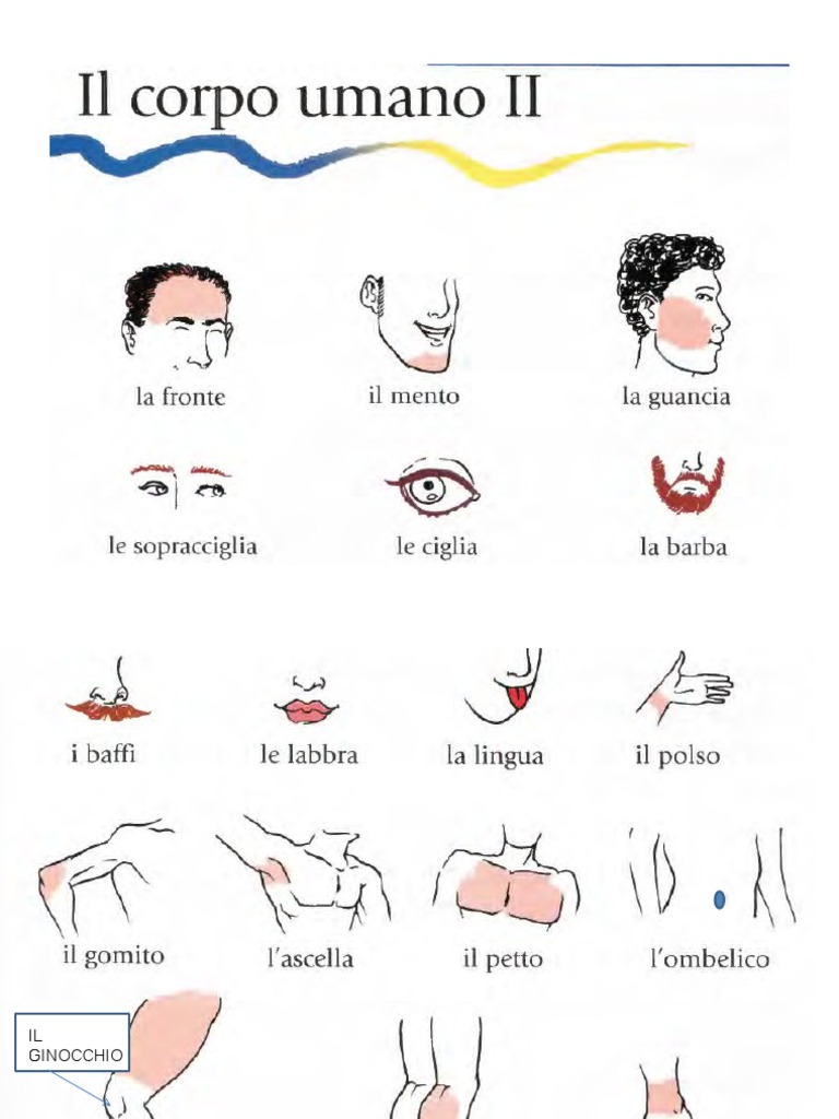 1 CORPO UMANO e Plurali Irregolari | PDF