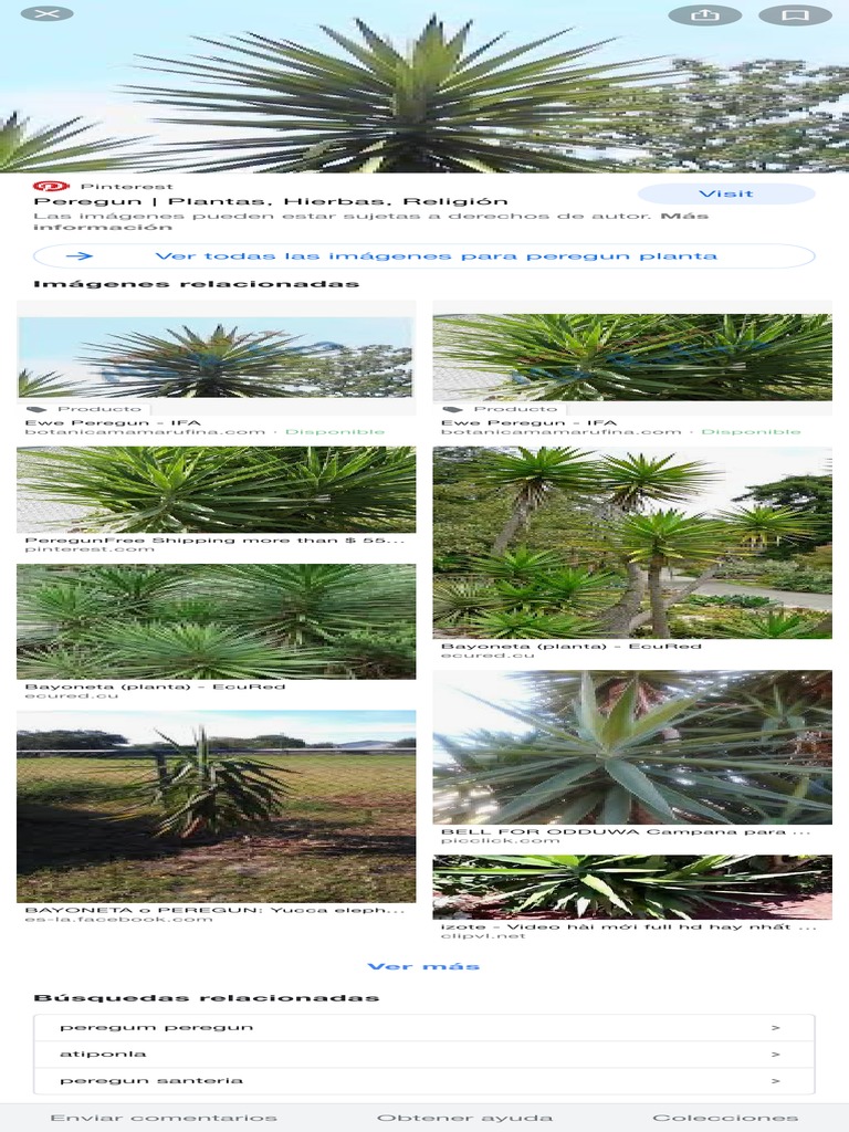 Peregun Planta | PDF | Santeria