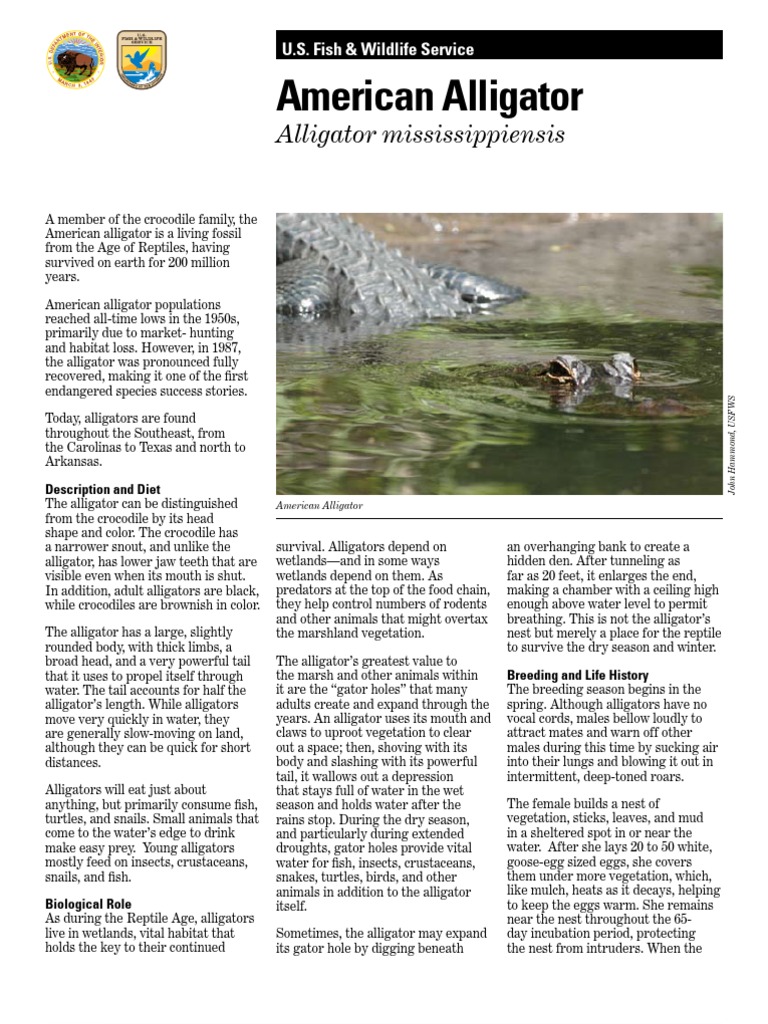 Alligator | PDF | Alligator | Crocodile