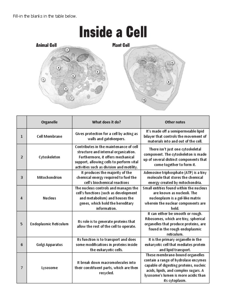 Parts of The Cell Worksheet - Biochemistry | PDF | Cell (Biology ...