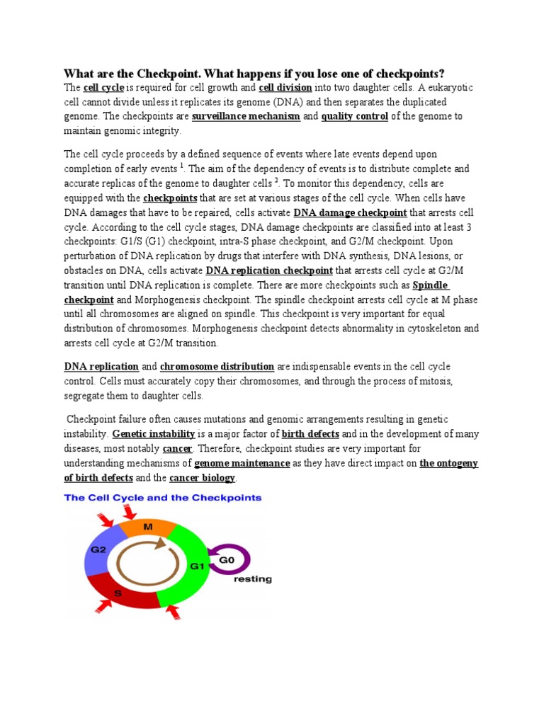 Understanding Cell Cycle Checkpoints | PDF | Self-Improvement | Wellness