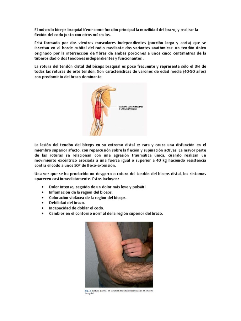 El Músculo Bíceps Distal | PDF | Codo | Anatomía