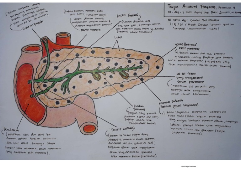 Anatomi Fisiologi Gambar Anatomi Pankreas | PDF