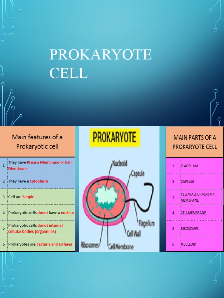 Consolidated - Prokaryotic, Eukaryotic, Animal and Plant Cells | PDF ...