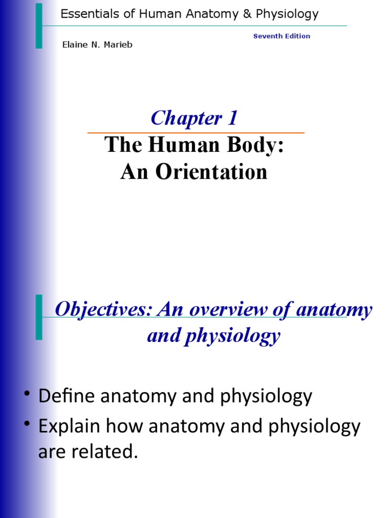 Anaphy - Chapter-1-The-Human-Body | PDF | Homeostasis | Human Body
