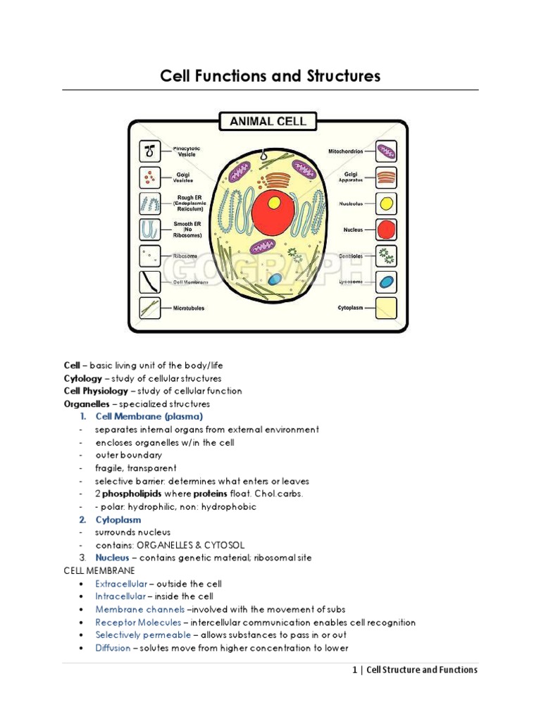 Anaphy - Cell | PDF | Cell (Biology) | Cell Membrane