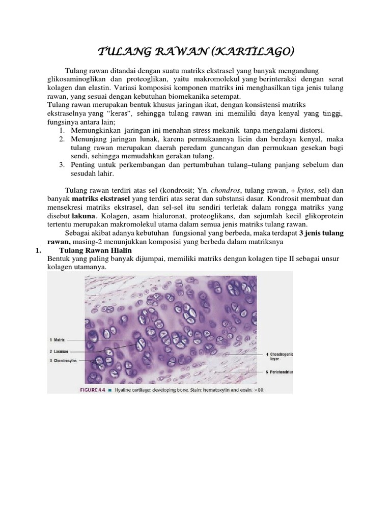 Jenis dan Histologi Tulang Rawan | PDF | Sains & Matematika