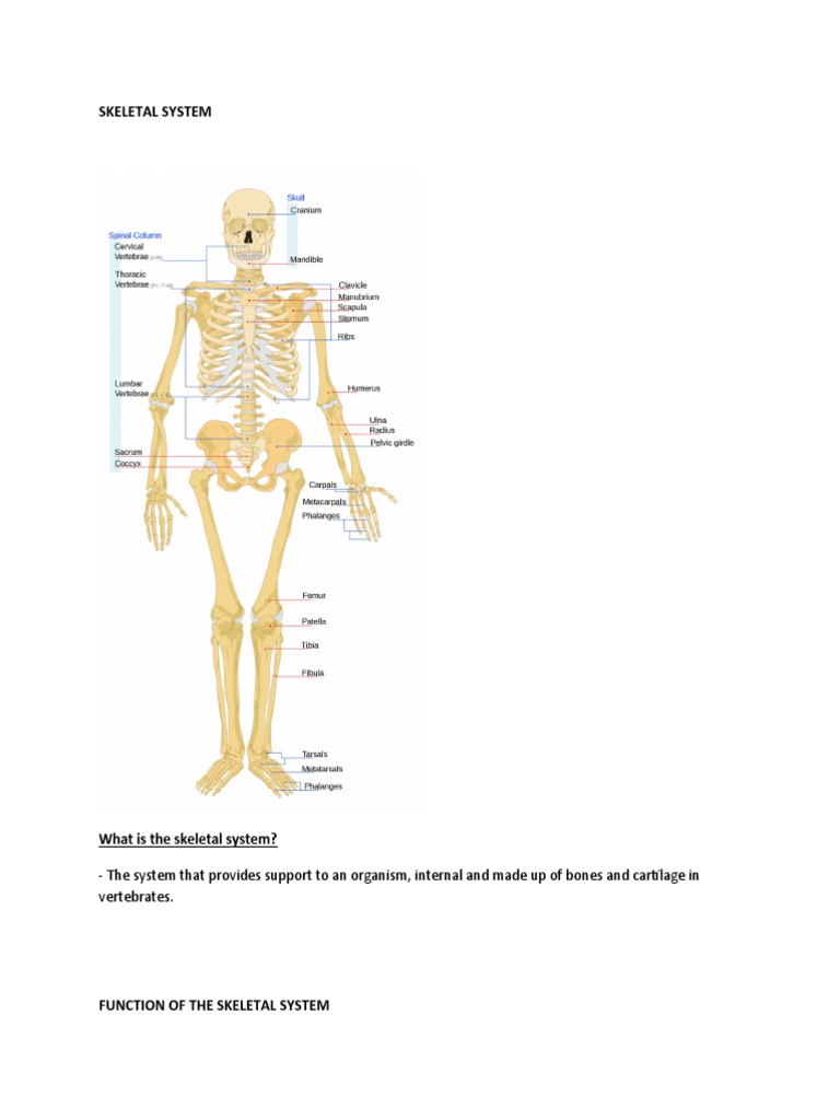 SKELETAL SYSTEM-WPS Office | PDF | Skeleton | Musculoskeletal System