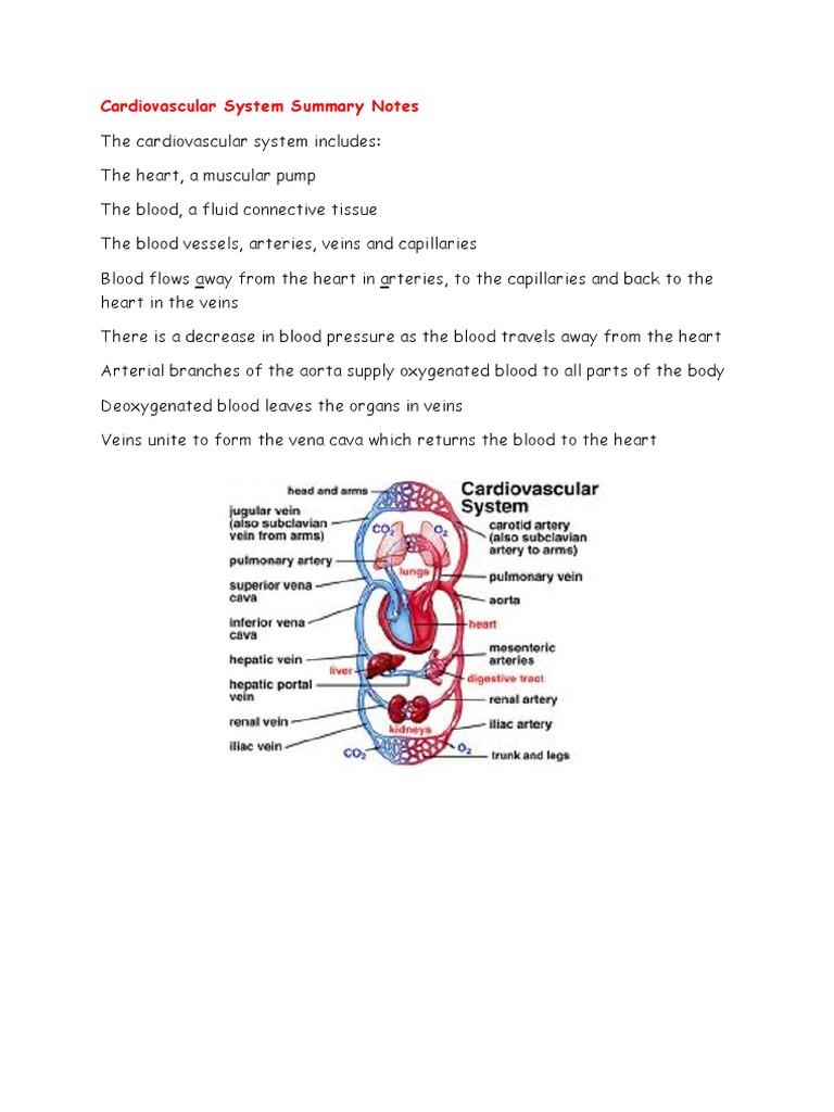 Cardiovascular System Summary Notes Vafum8 | PDF | Artery | Heart