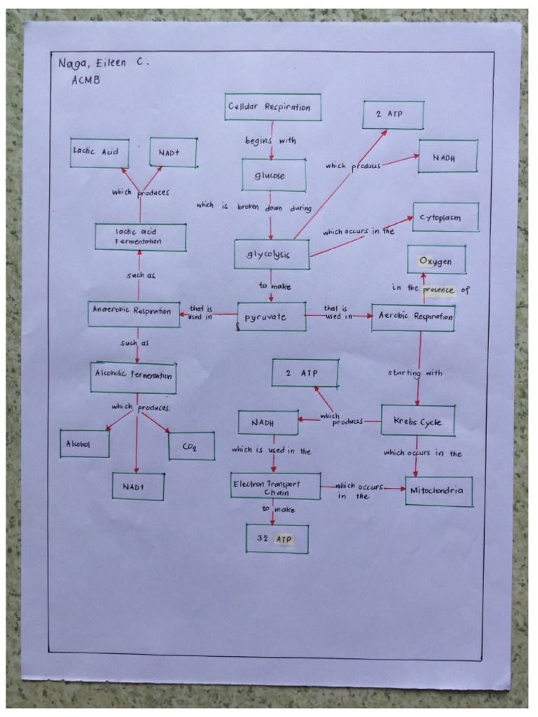 Y878naly Cellular Respiration Concept Map Concept Map Cellular