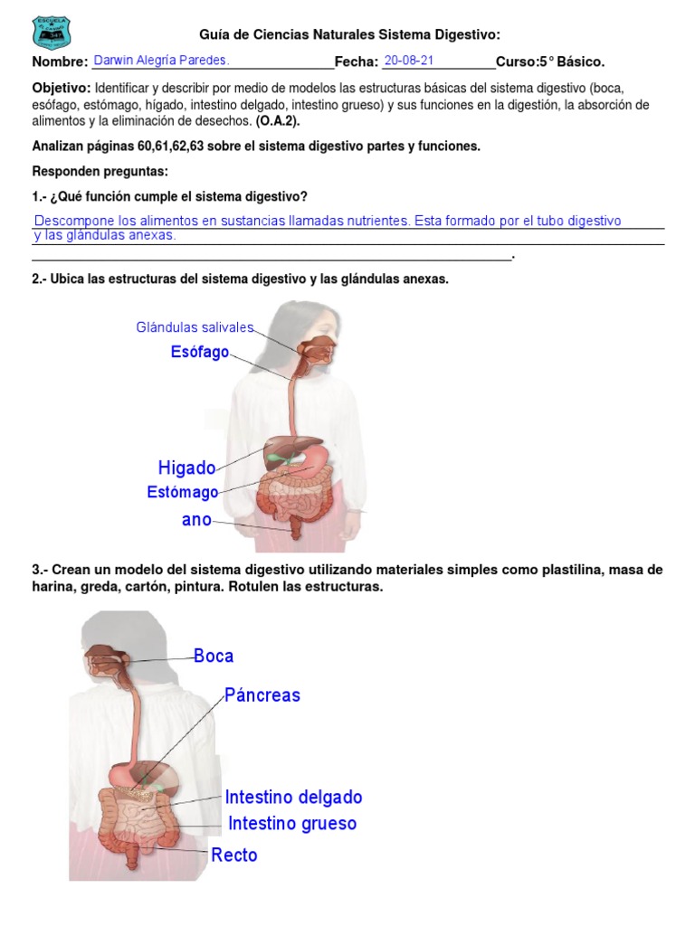Guía de Ciencias Naturales Sistema Digestivo | PDF | Sistema digestivo ...