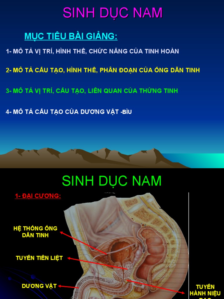 Cơ Quan Sinh D C Nam | PDF