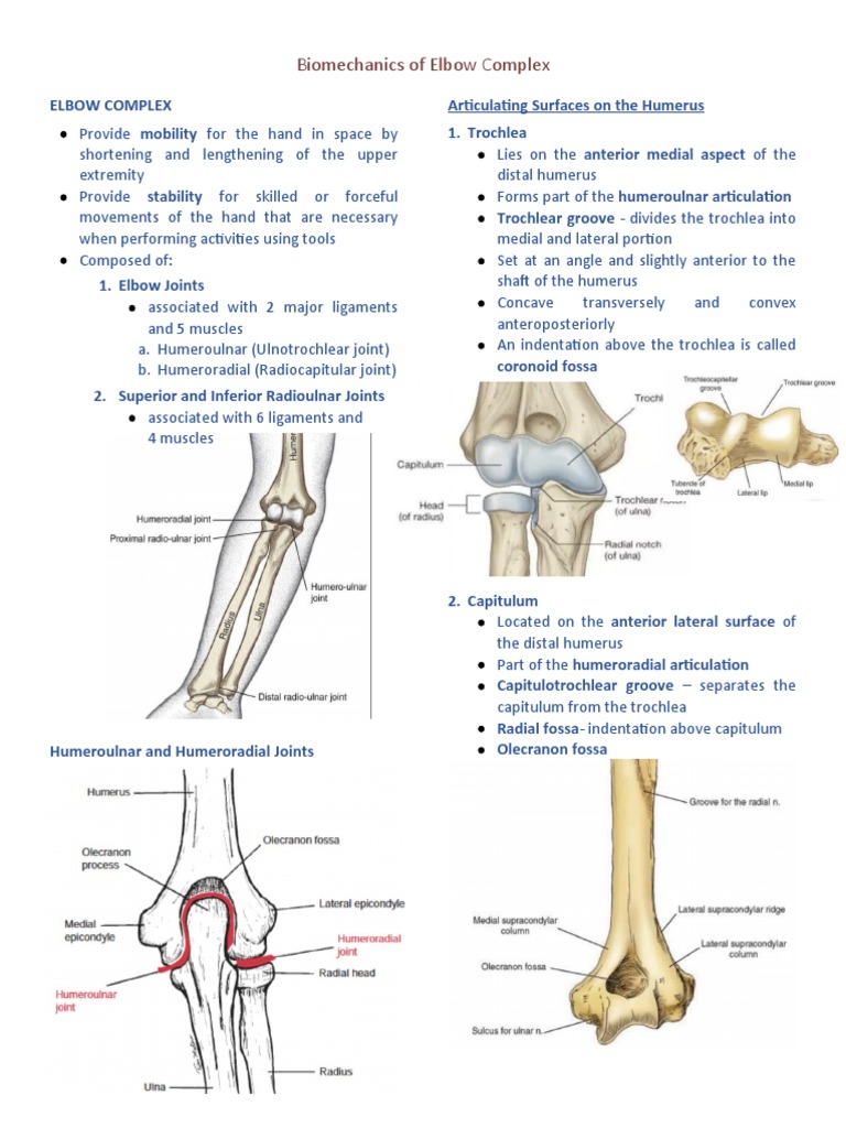 Elbow Complex Biomechanics Overview | PDF | Elbow | Anatomical Terms Of ...