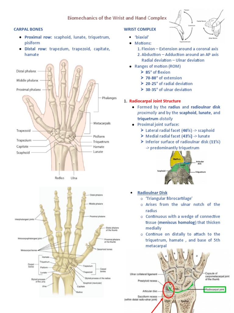 Biomechanics of Wrist and Hand Complex | PDF | Hand | Anatomical Terms ...