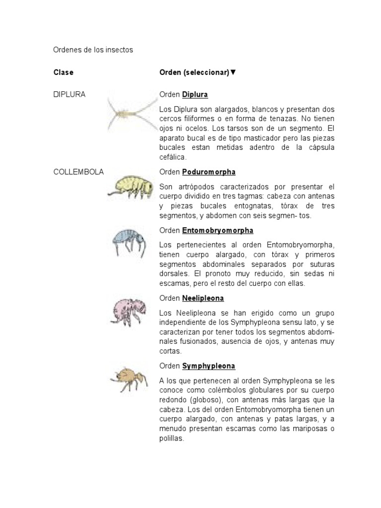 Ordenes de Los Insectos | PDF | Insectos | Zoología