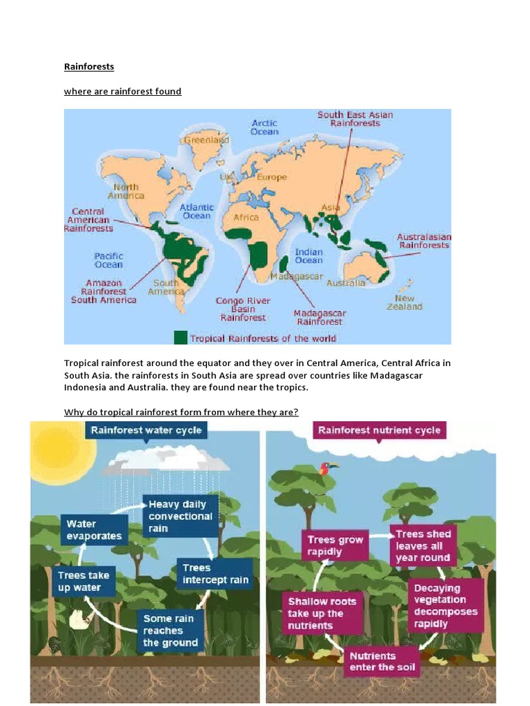 Rainforests | PDF | Rainforest | Trees